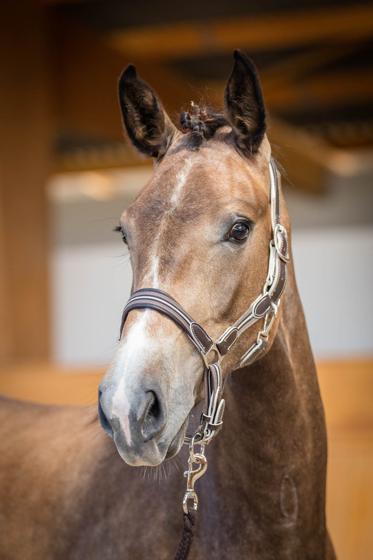 JET SET DE MASSA - Massa Horses