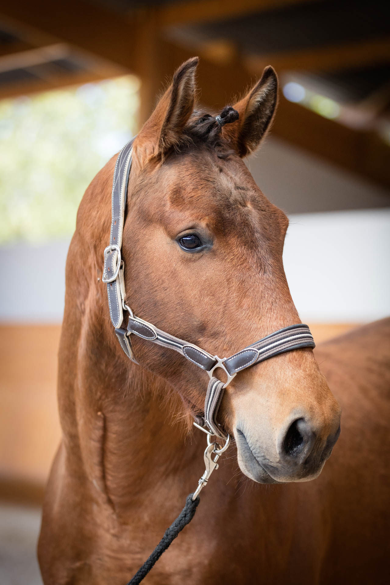 SAGA DE MASSA - Massa Horses