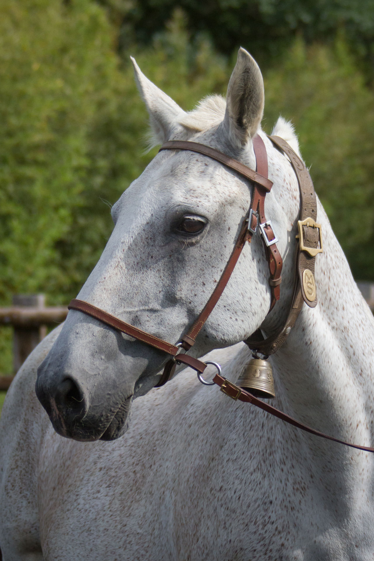 TEMPESTADE - Massa Horses