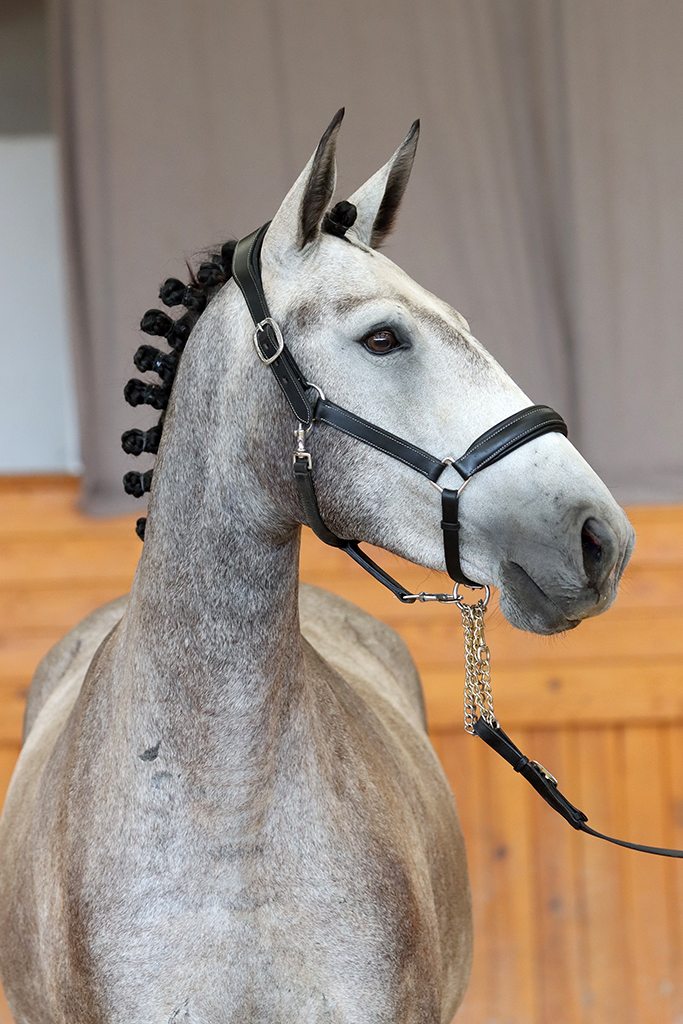 PENELOPE DE MASSA - Massa Horses
